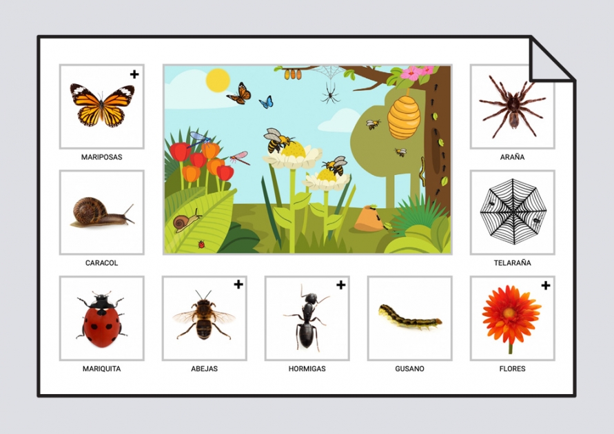 Los insectos: Vocabulario #Soyvisual