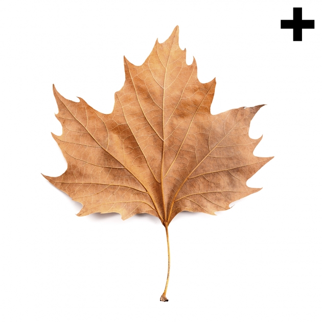 Hojas secas #Soyvisual