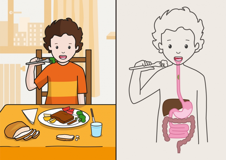 El aparato digestivo #Soyvisual